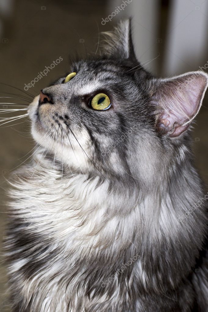 Beautiful young cat main coon Stock Photo by ©Tylinek 98770870