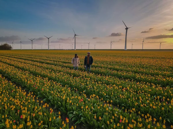 Aerial view of bulb-fields in springtime, colorful tulip fields in the ...