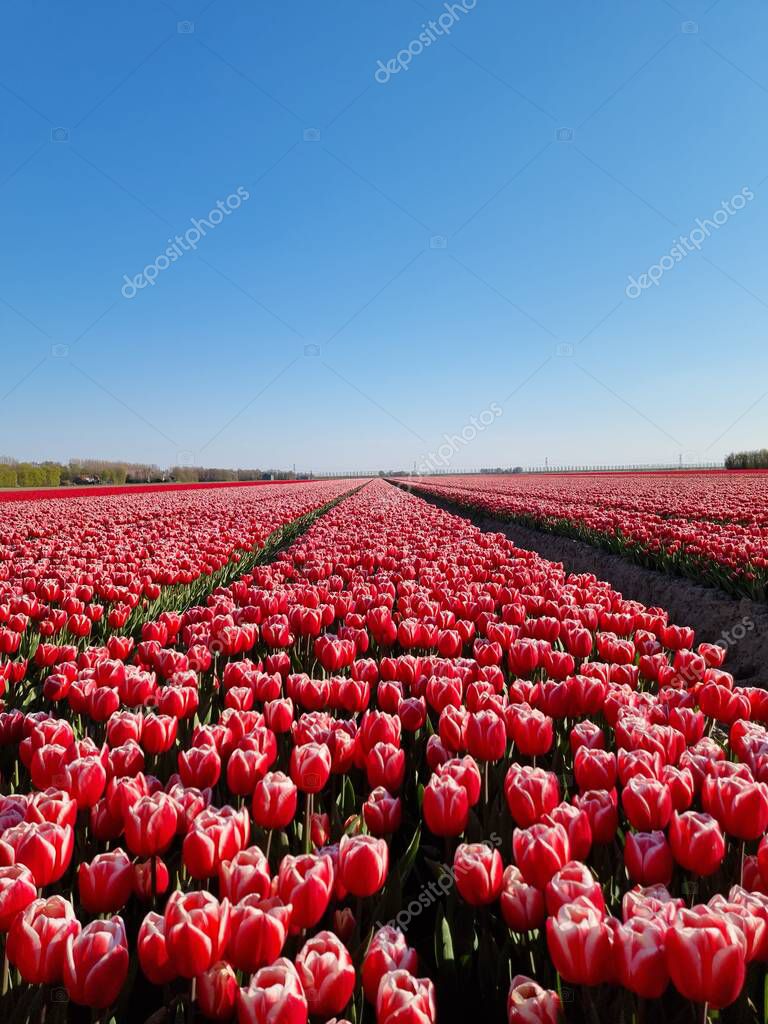 Campo de tulipanes en los Países Bajos, coloridos campos de tulipanes en Flevoland ...
