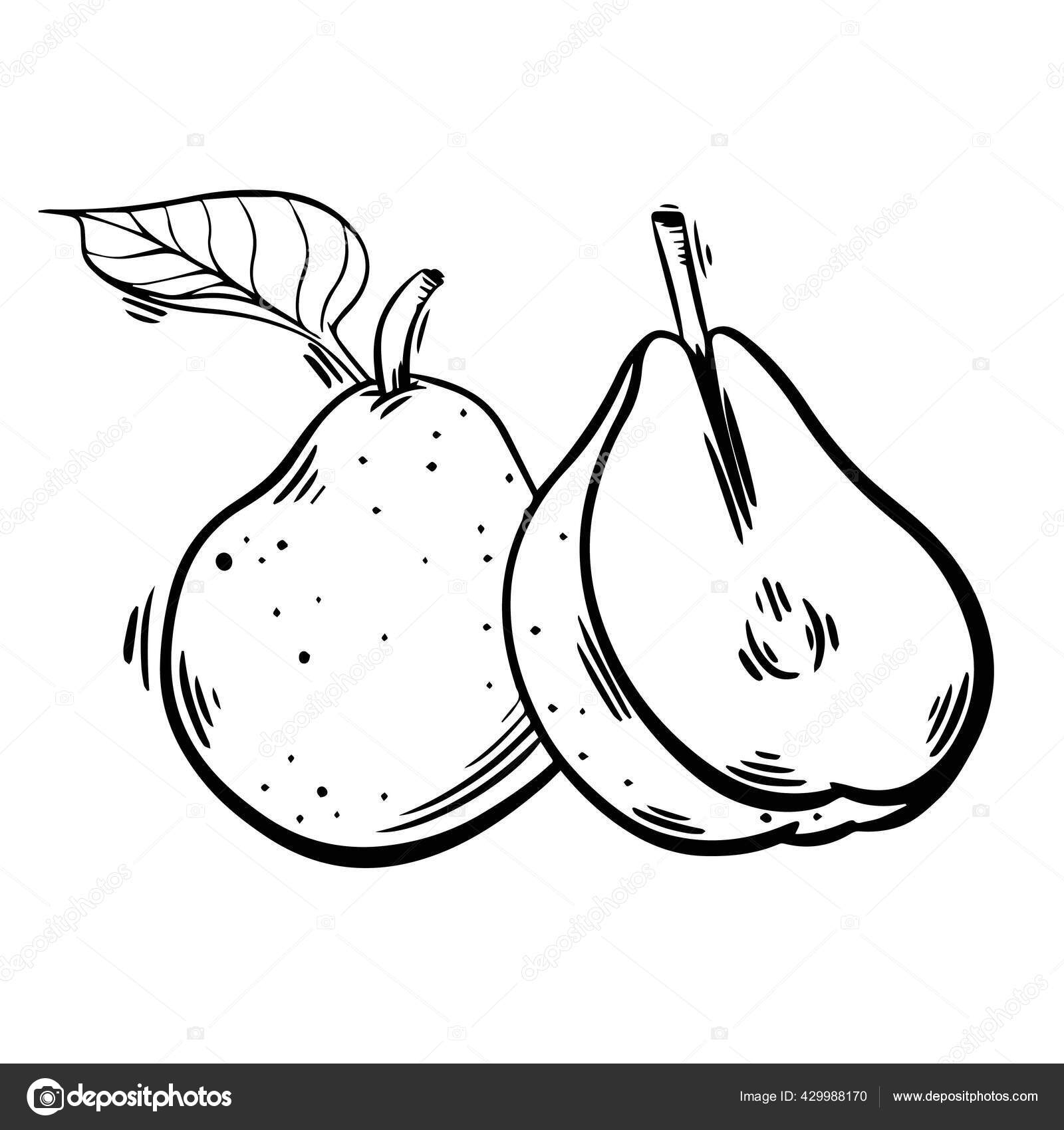 Pear Line Drawing