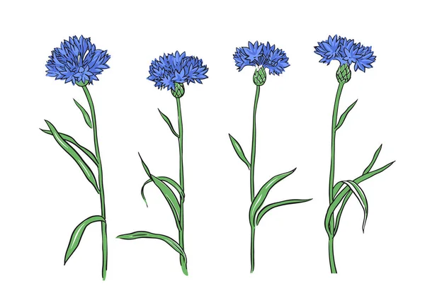 Cornflower Drawing