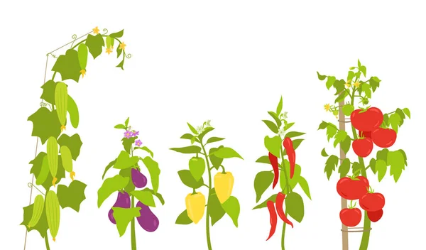Cucumber Plant Clipart Borders