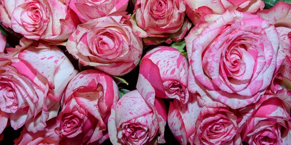 Dood roze rozen Stock Photos, Royalty Free Dood roze rozen Images ...