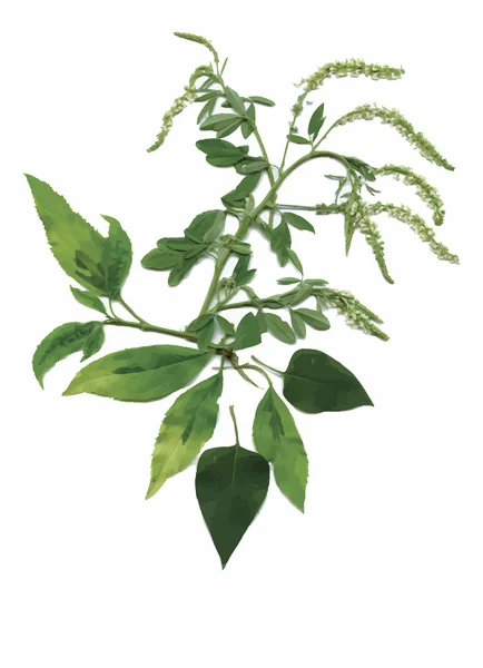 Tulsi Leaves Vector