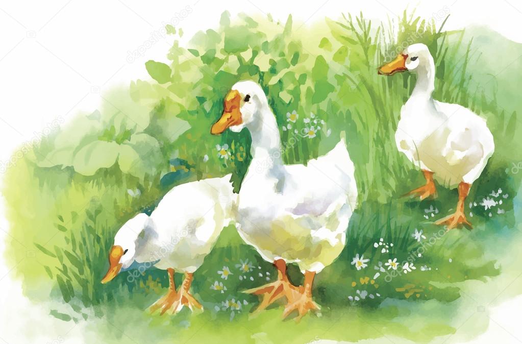 Geese flock swimming on pond watercolor vector illustration — Stock ...