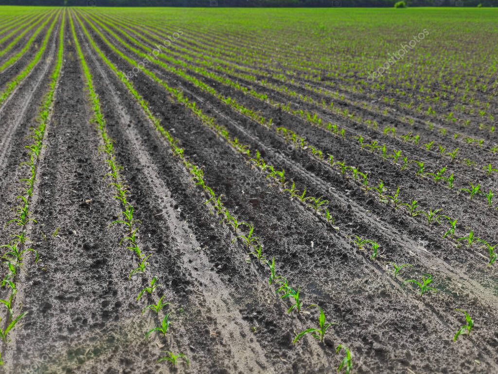 Ma z de semillero en la estaci n cuando llueve. Los agricultores han plantado. 2024