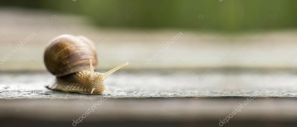 Snail website banner — Stock Photo © Elegant01 #120402554