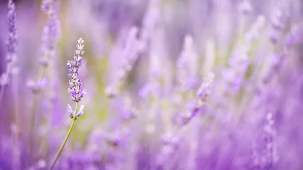 Lavanda flower Stock Photos, Royalty Free Lavanda flower Images ...