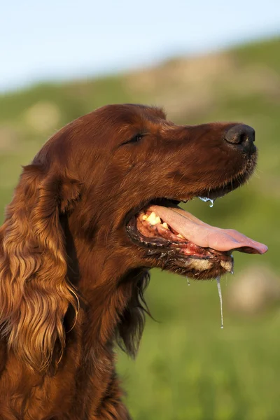 Drooling dog Stock Photos, Royalty Free Drooling dog Images | Depositphotos