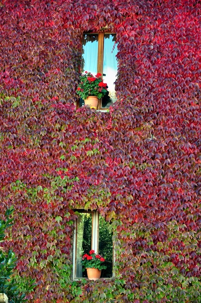 Leaves window Images - Search Images on Everypixel