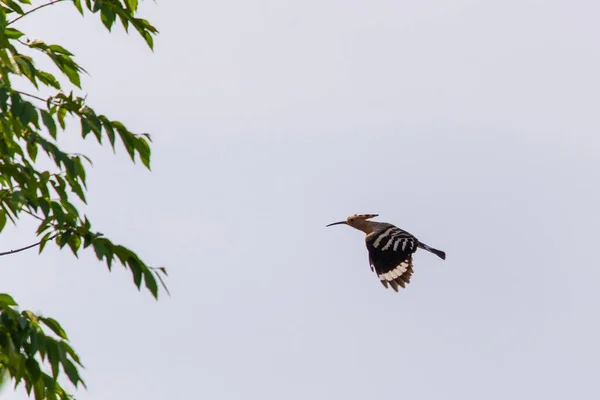 Hoopoe bird Stock Photos, Royalty Free Hoopoe bird Images | Depositphotos
