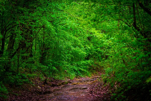 A green path Stock Photos, Royalty Free A green path Images | Depositphotos