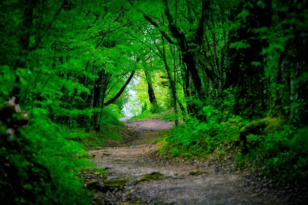 Promenade dans la forêt images libres de droit, photos de Promenade ...