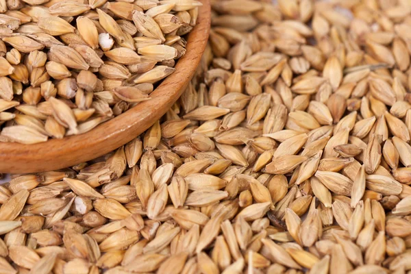 Barley Beans Grains Malt Close Barley Sacking Background Food ...