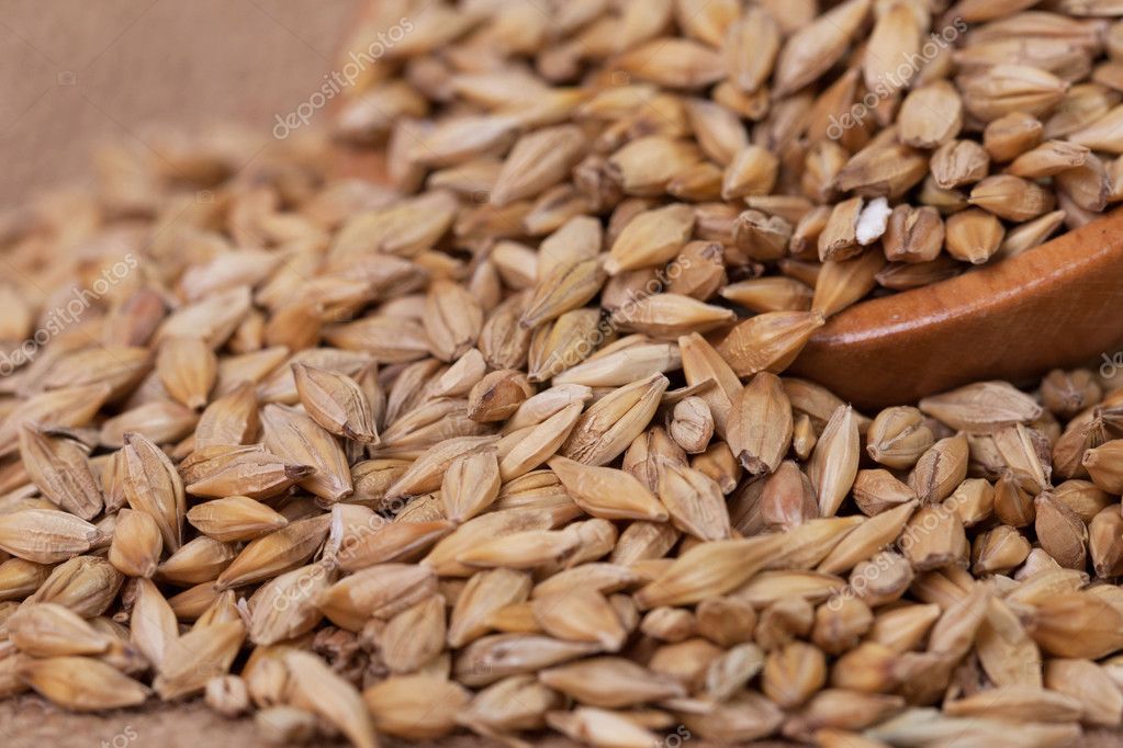Barley Beans Grains Malt Close Barley Sacking Background Food ...