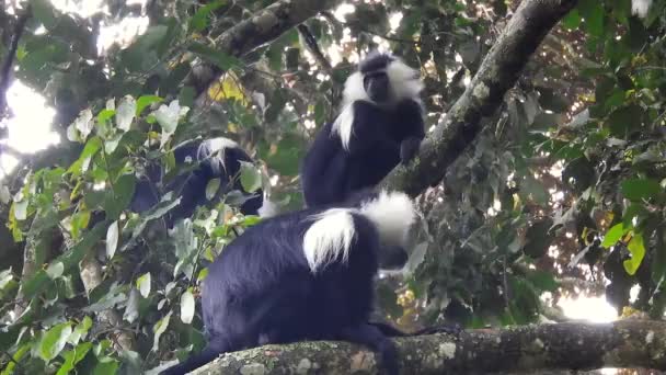 105 Florestas africanas Videos, Royalty-free Stock Florestas africanas ...