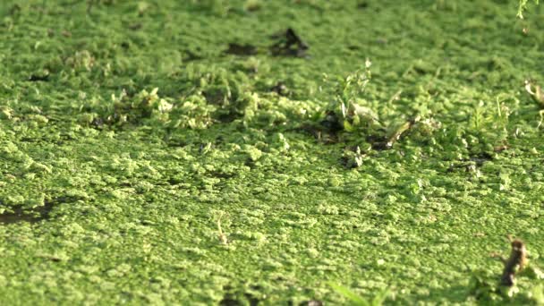 131 Quicksand Videos, Royalty-free Stock Quicksand Footage | Depositphotos