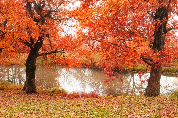 Water oak tree Images - Search Images on Everypixel