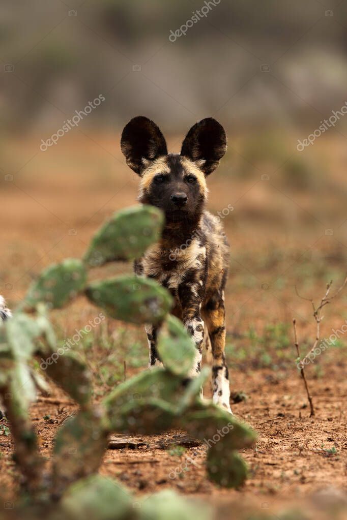 El perro salvaje africano, el perro de caza africano o el perro pintado ...
