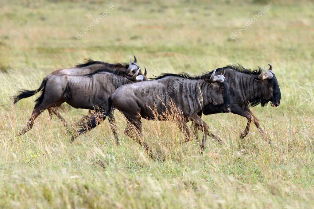 El ñus azul (Connochaetes taurinus), también llamado ñu común, ñu ...