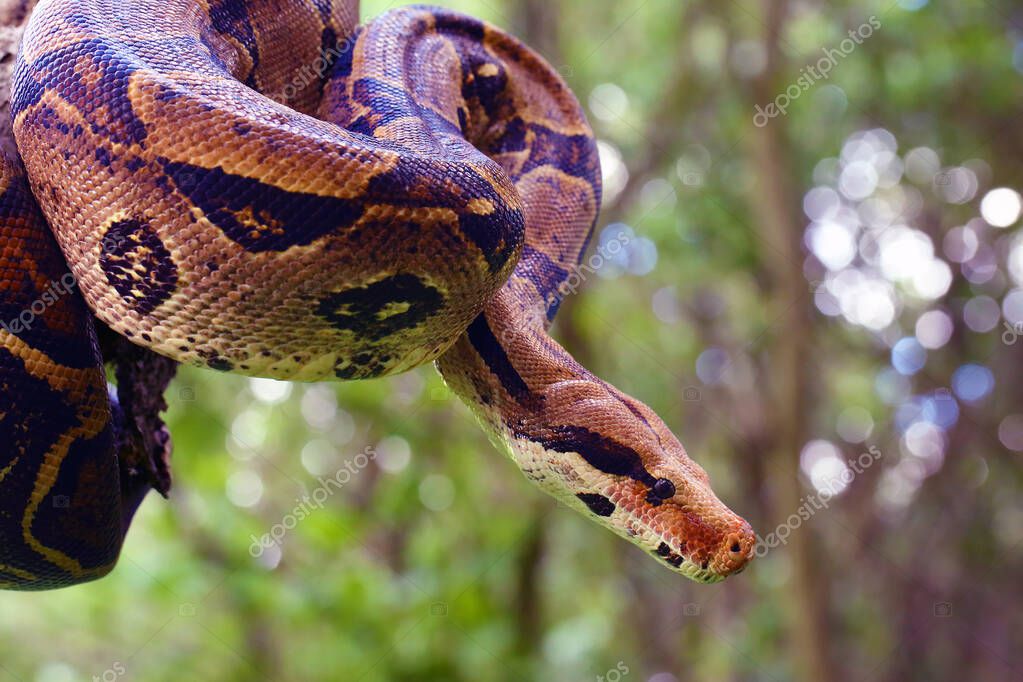 La boa constrictor (Boa constrictor), también llamada la boa de cola ...