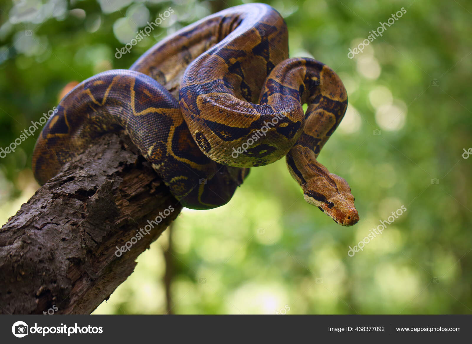 Boa Constrictor Boa Constrictor Also Called Red Tailed Common Boa ...