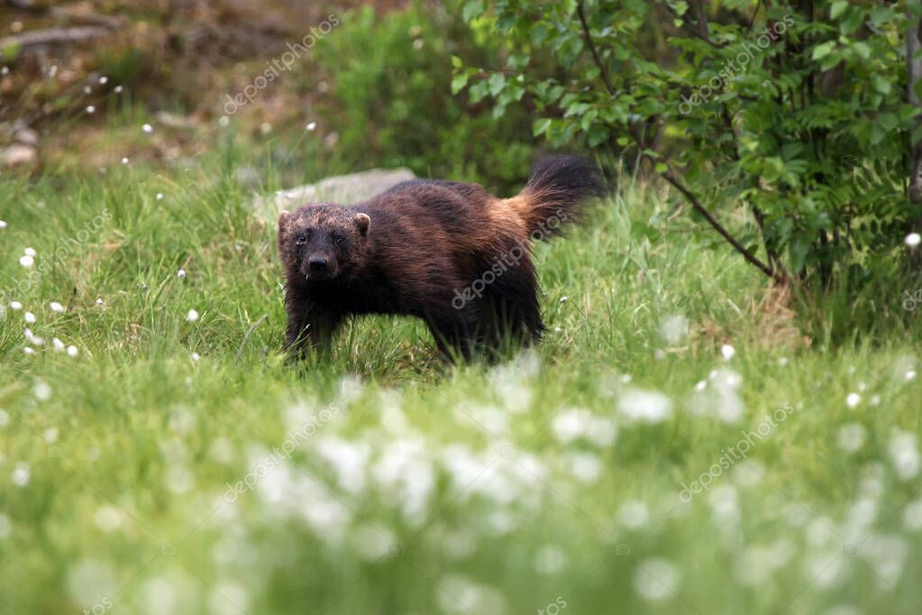 El glotón (Gulo gulo), también conocido como el glotón, carcajou, oso ...