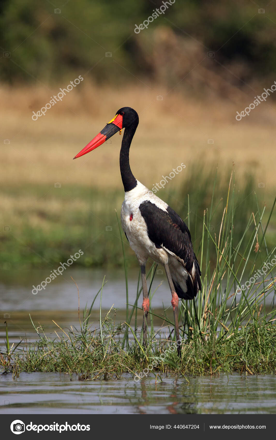 Saddle Billed Stork Ephippiorhynchus Senegalensis Standing River Large ...