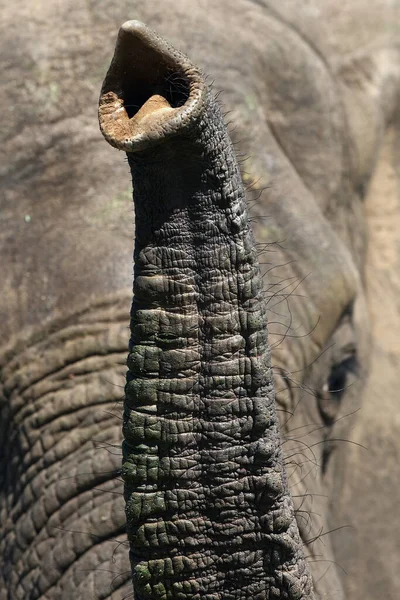 Dente de elefantes Stock Photos, Royalty Free Dente de elefantes Images ...