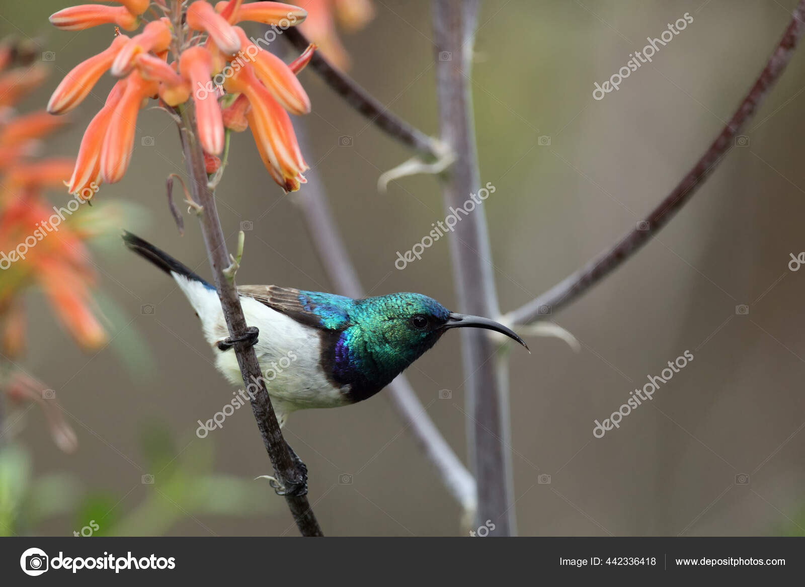 White Bellied Sunbird Cinnyris Talatala Also Known White Breasted ...