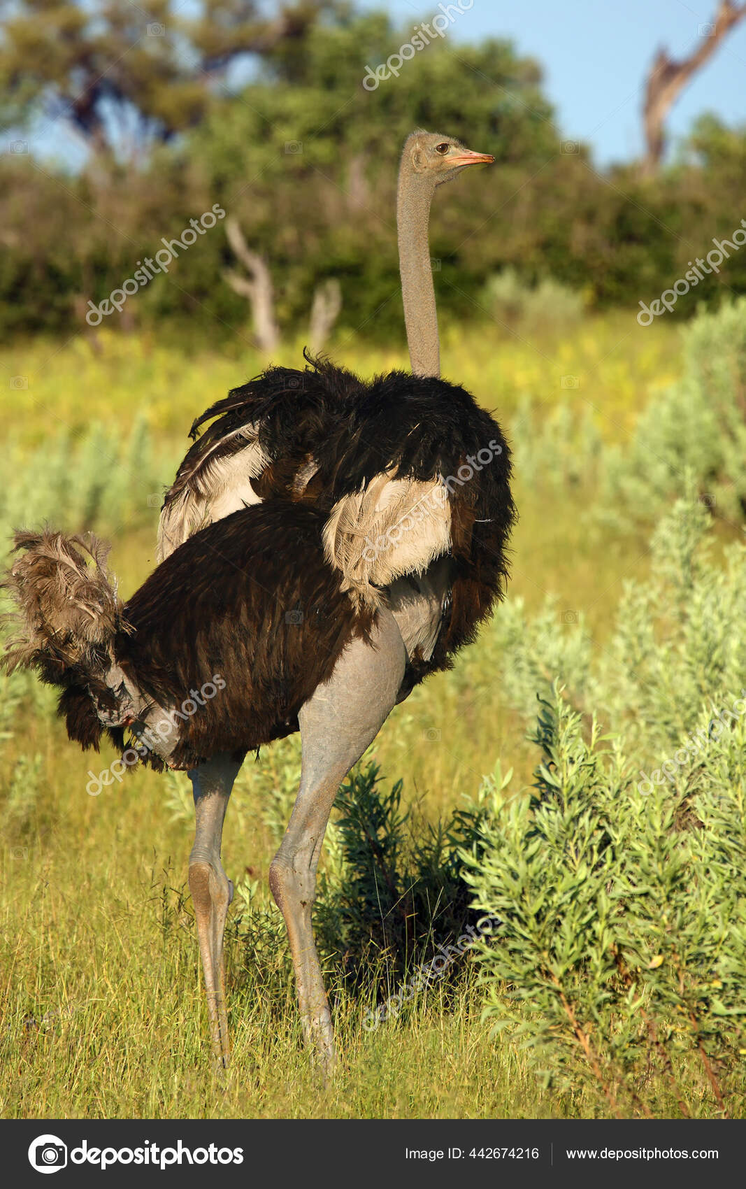 Avestruz Avestruz Común Struthio Camelus Pie Con Alas Levantadas Sabana