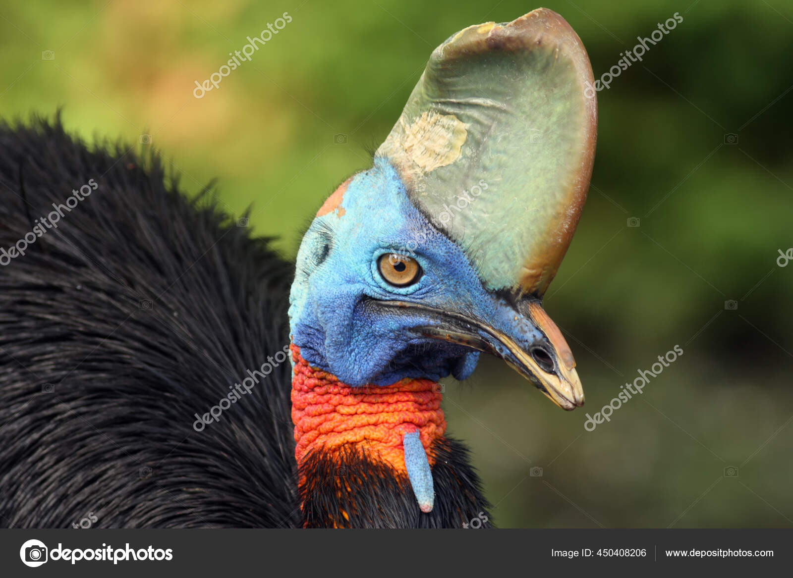 Southern Cassowary Casuarius Casuarius Also Known Double Wattled ...