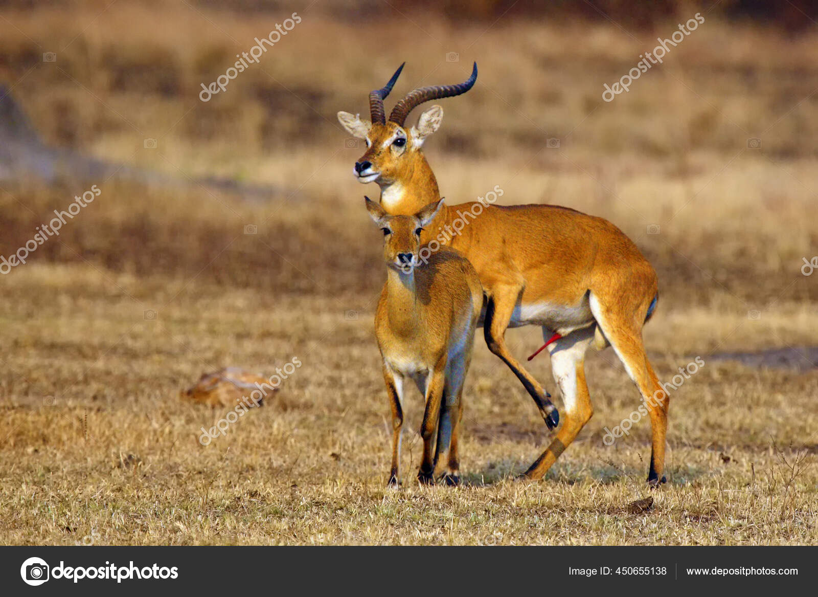 Breeding Season Kob Kobus Kob Plains Flehmen Response Also Called — Stock Photo © arepiv #450655138
