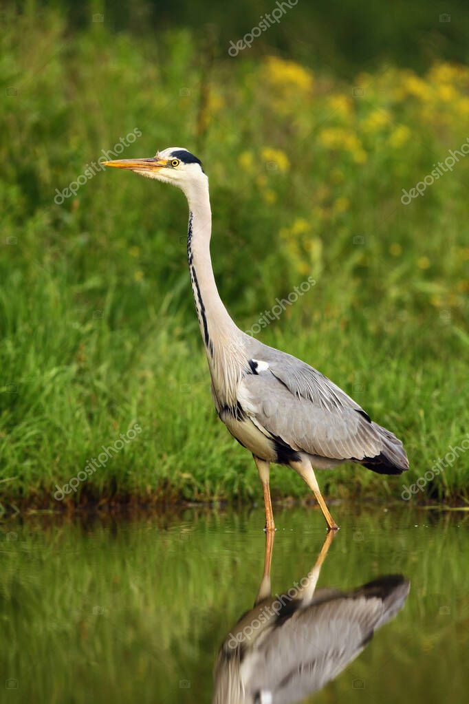 La garza gris (Ardea cinerea) de pie en el agua. Una garza grande con ...