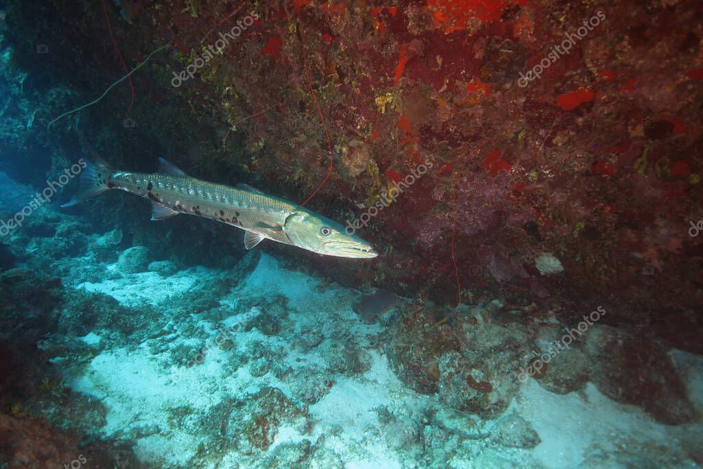 La gran barracuda (Sphyraena barracuda), también conocida como la ...
