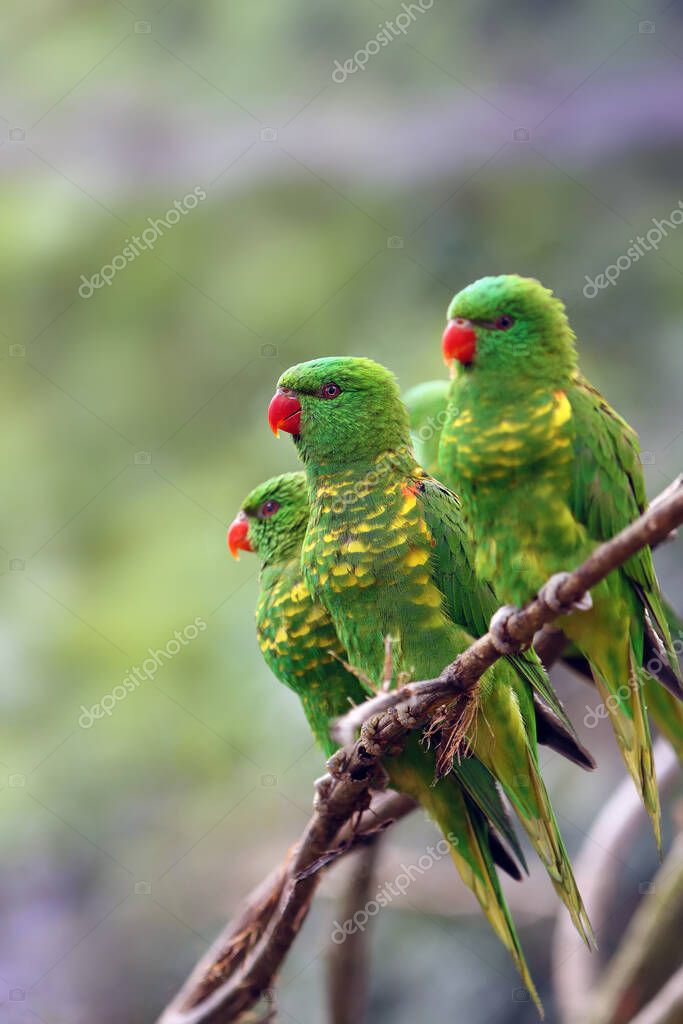 El Lori de pecho escamoso (Trichoglossus chlorolepidotus), tres adultos ...