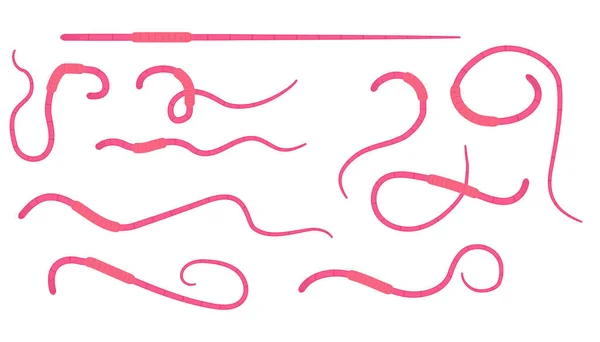 115 Annelid Vector Images, Annelid Illustrations | Depositphotos