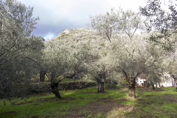 Olive trees in delphi Stock Photos, Royalty Free Olive trees in delphi ...