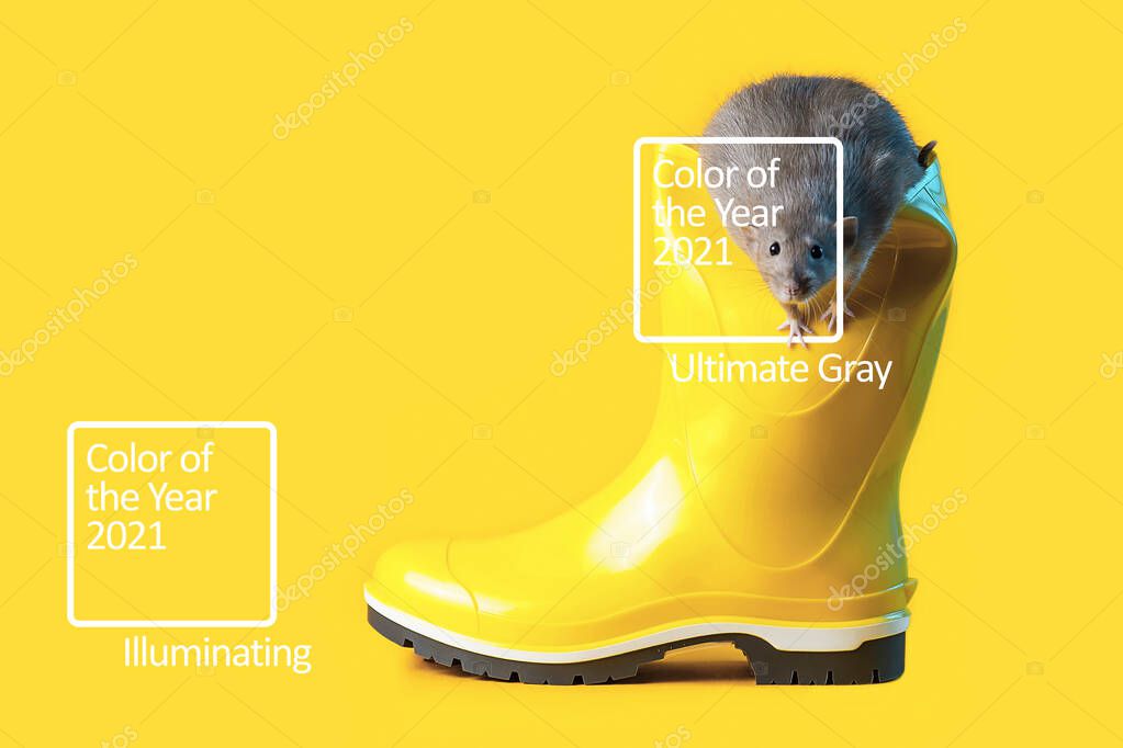 rata decorativa en bota de goma amarillo brillante sobre fondo azul ...