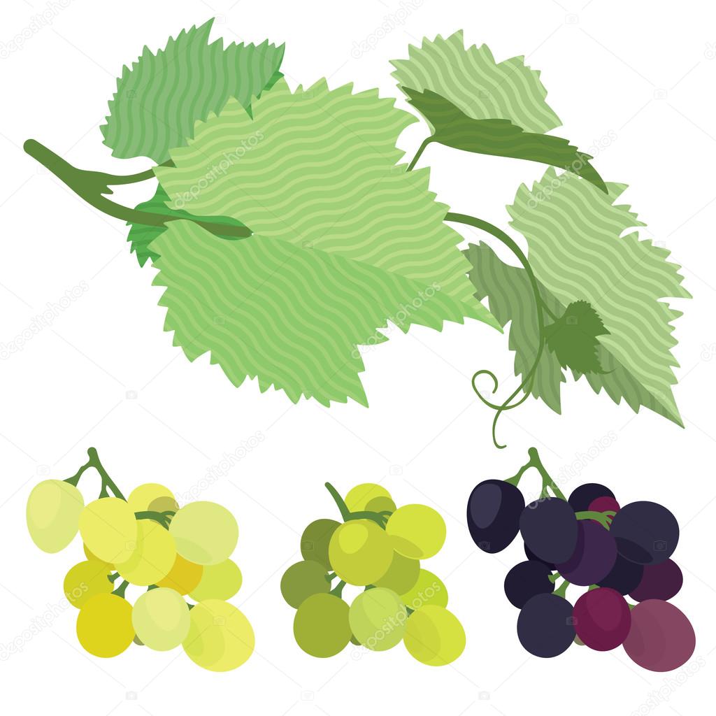 Grapes red, green, white, grape leaves, vines, flat illustration, set ...