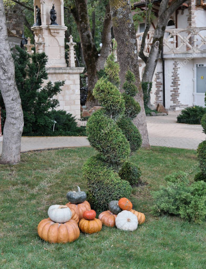 Jardín decorado de Acción de Gracias con varias calabazas de tamaño y ...
