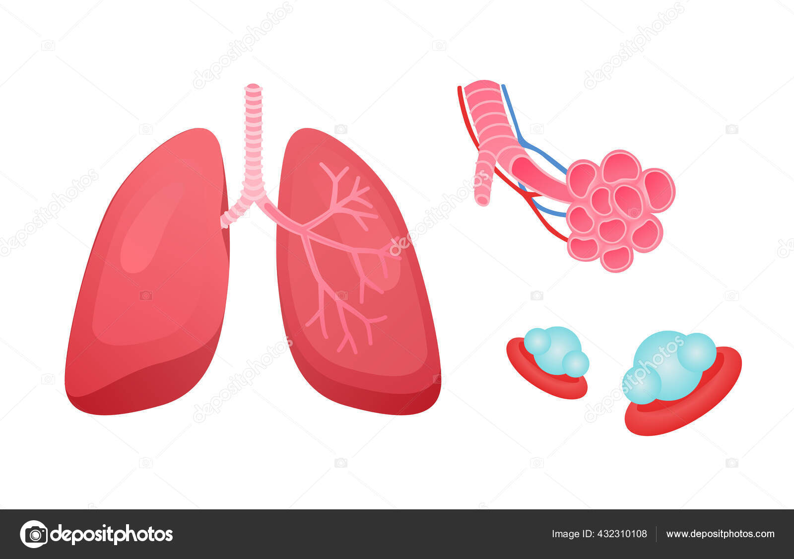Human Respiratory System Lung Structure Pulmonary Bronchioles Alveoli ...