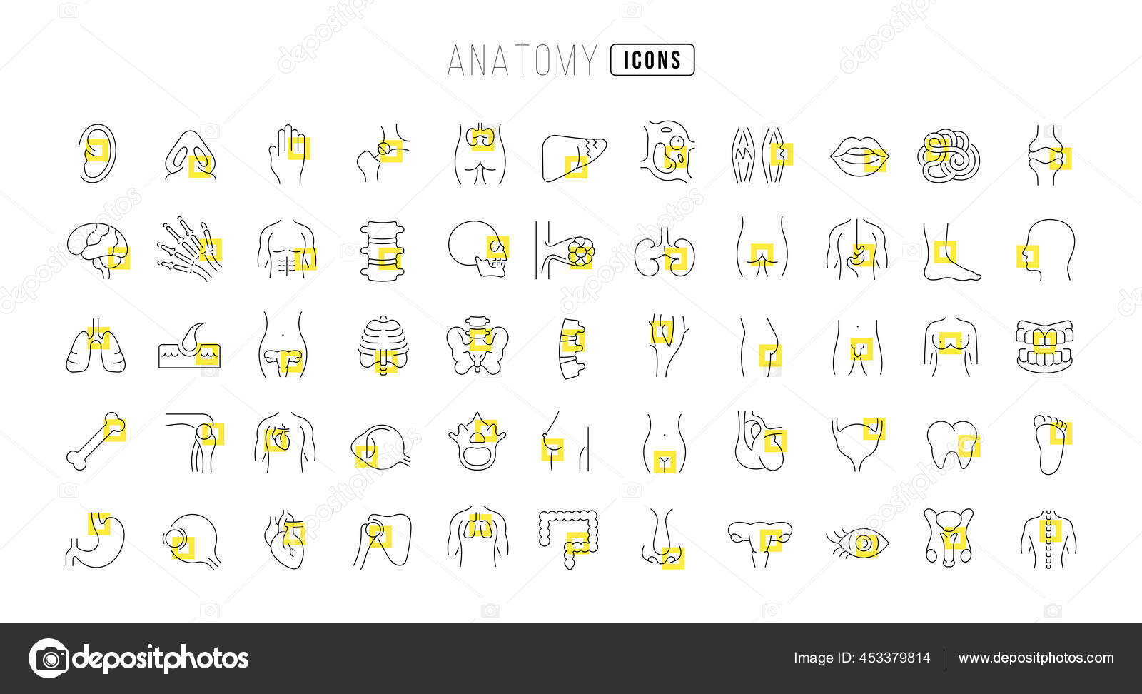 Anatomy Collection Perfectly Thin Icons Web Design App Most Modern ...