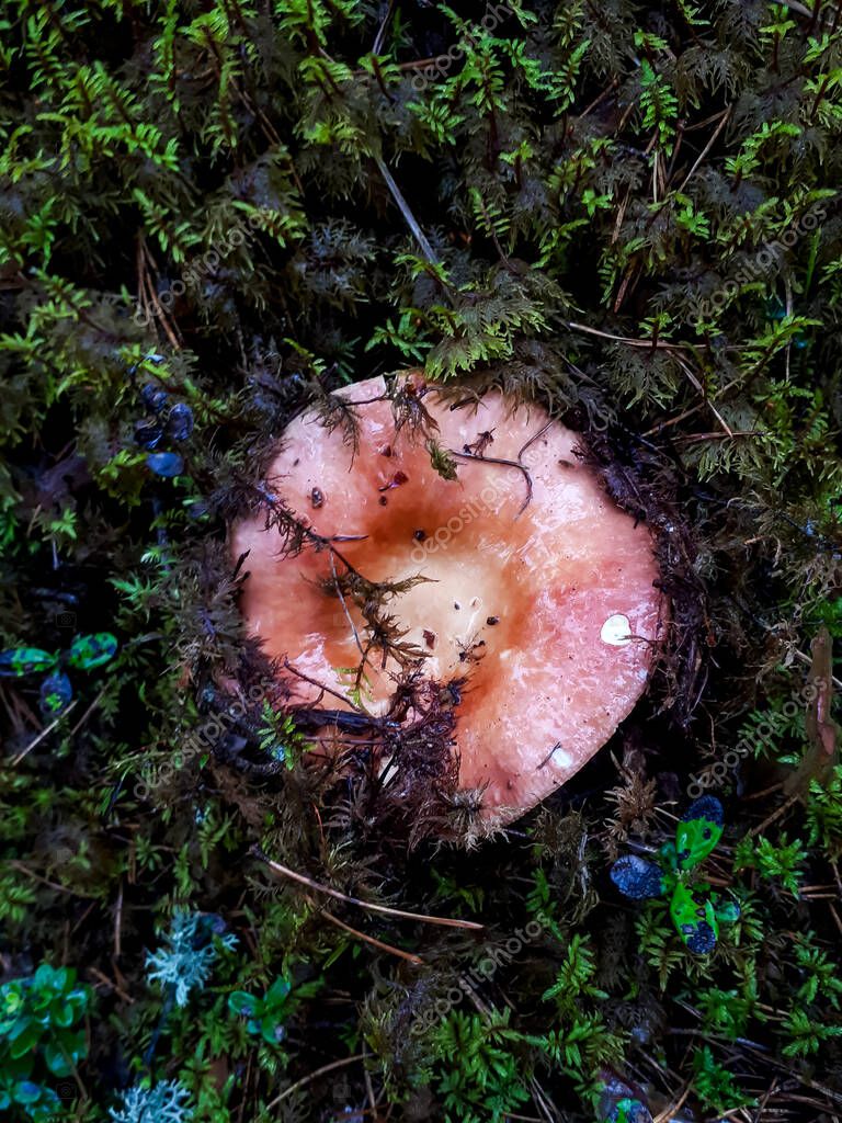 El hongo húmedo, redondo y rosado - la russula rosada (russula rosea ...