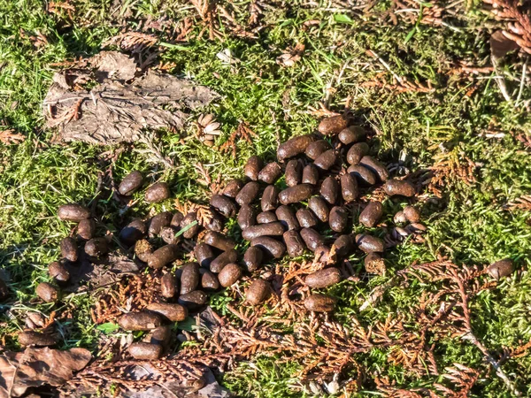 Whitetail Deer Droppings