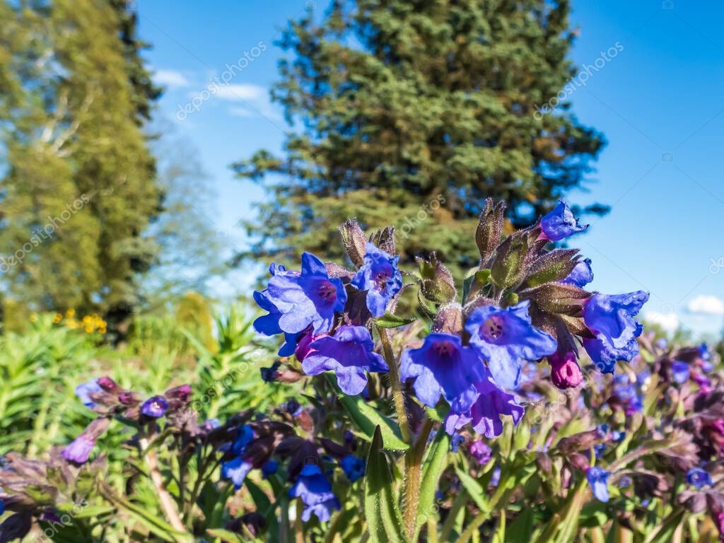 Deslizamiento de vaca azul: planta con flores ovales peludas y masas de ...