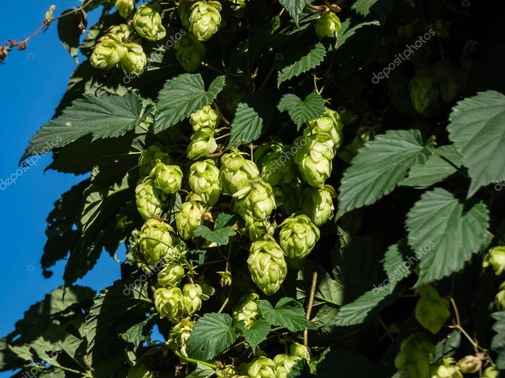 Planta trepadora L pulo com n (Humulus lupulus) con frutos en forma de cono a la luz del sol con ...
