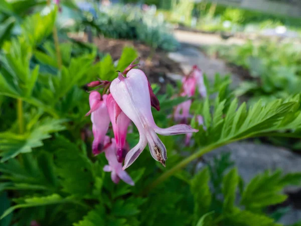 Macro of opened and long shaped cluster of pink flowers of flowering ...