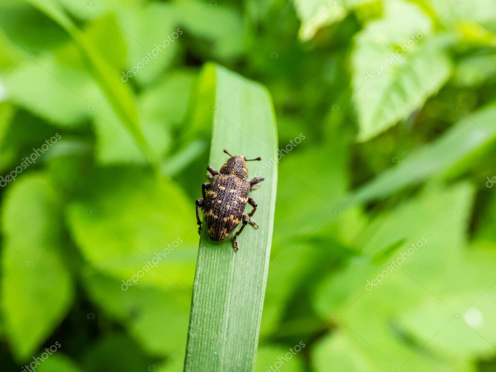 Macro shot of Large pine weevil (Hylobius abietis) on a grass blade ...
