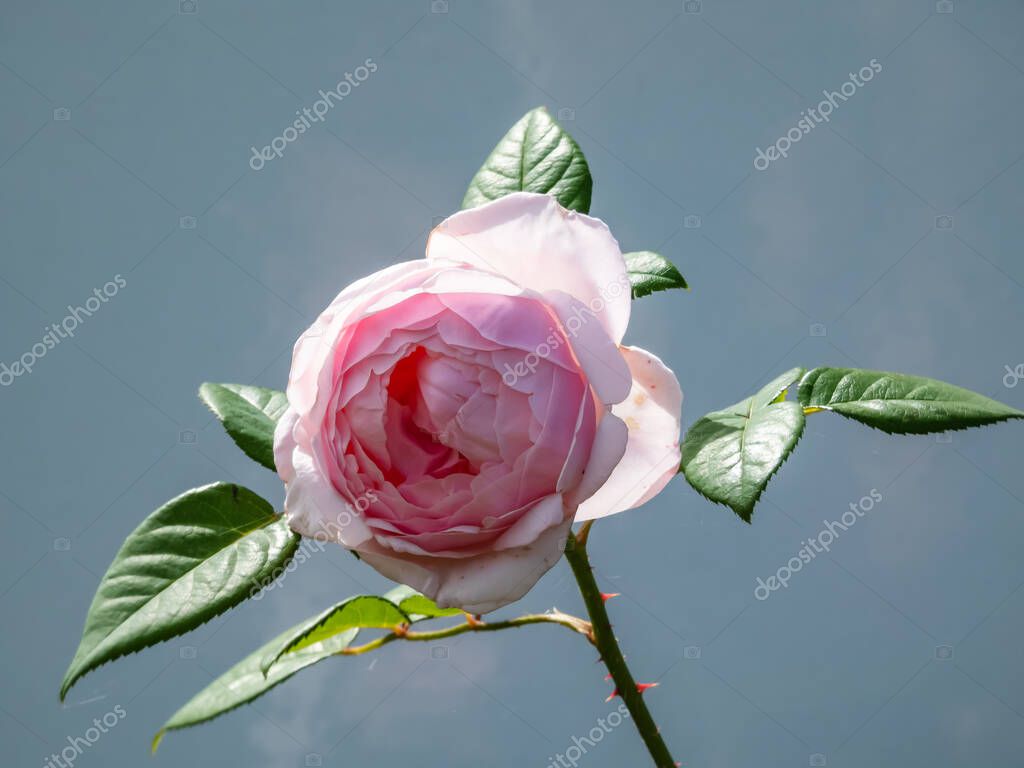 Hermosa, delicada rosa de concha rosa con matices blancos 'St. Cecilia ...